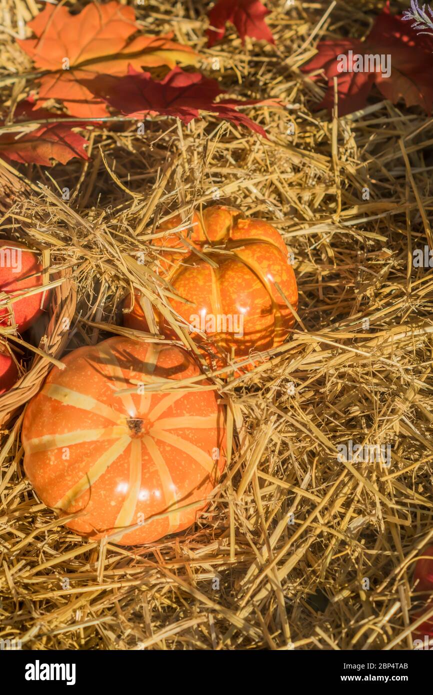 pumpkin on hay background Stock Photo - Alamy