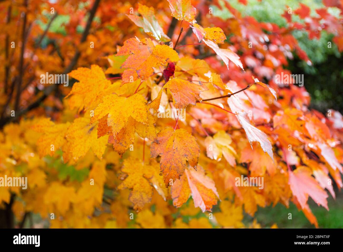 Spectacular water droplets on flowers and leaves Stock Photo - Alamy