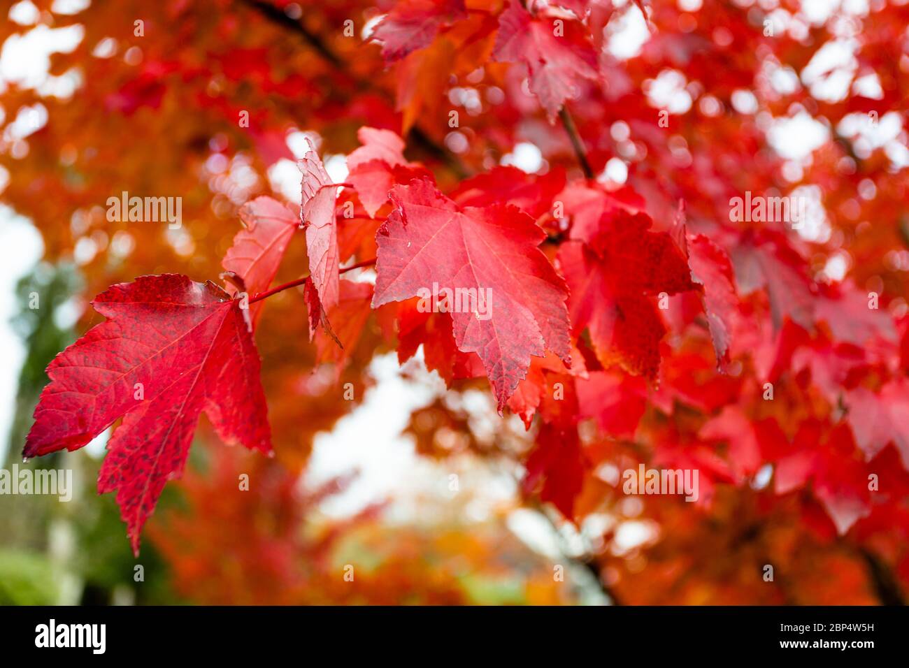 Spectacular water droplets on flowers and leaves Stock Photo - Alamy