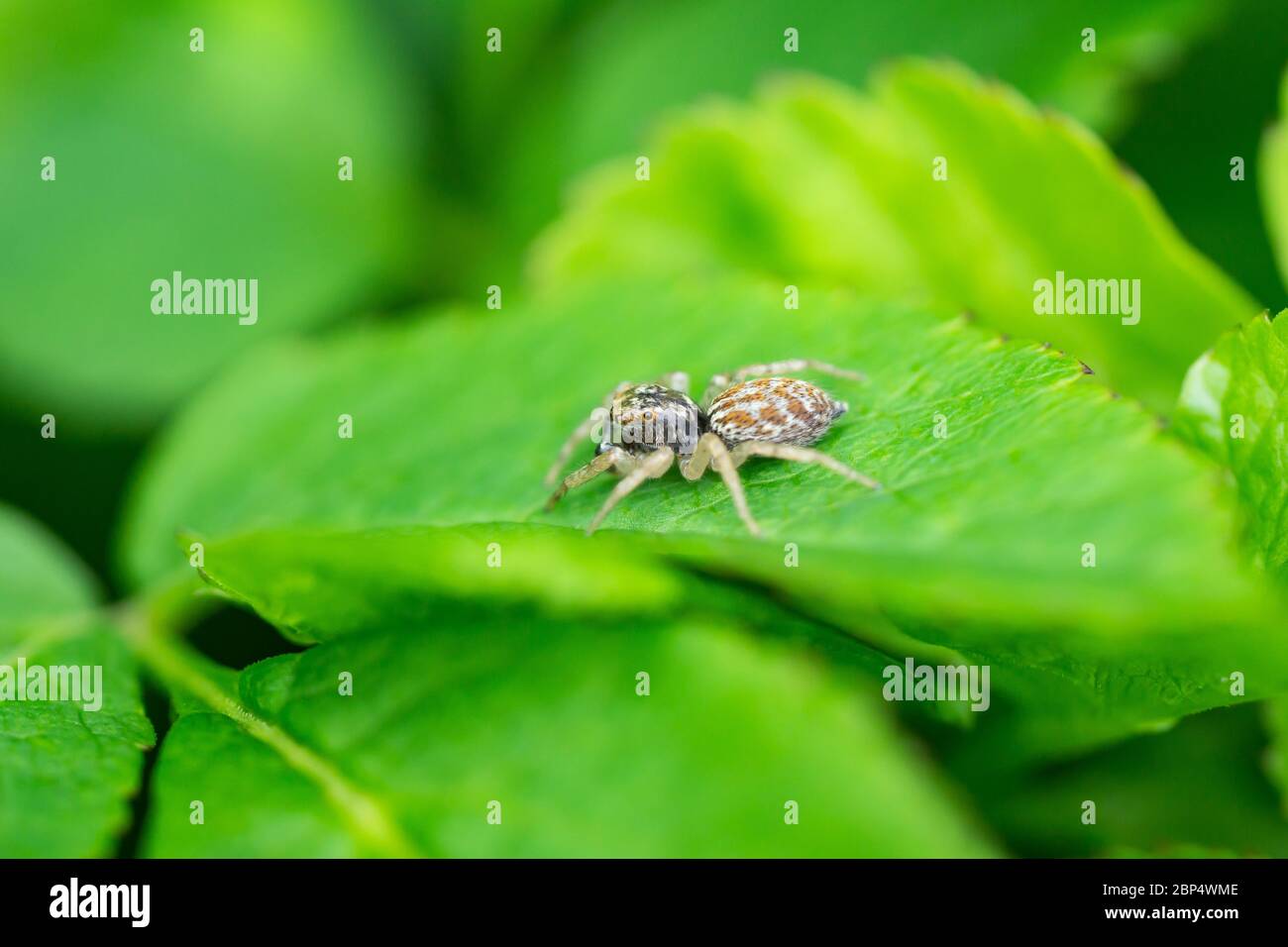 Leaf dimorphism hi-res stock photography and images - Alamy