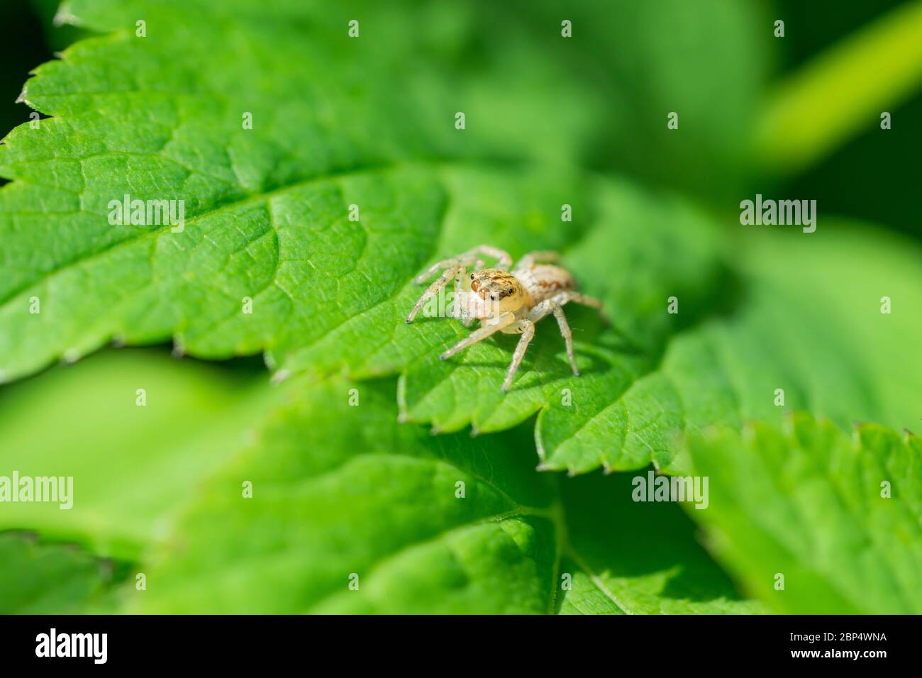 Leaf dimorphism hi-res stock photography and images - Alamy