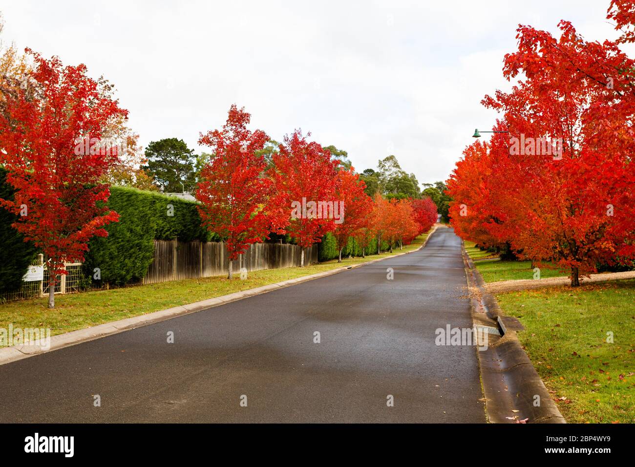 Spectacular water droplets on flowers and leaves Stock Photo - Alamy