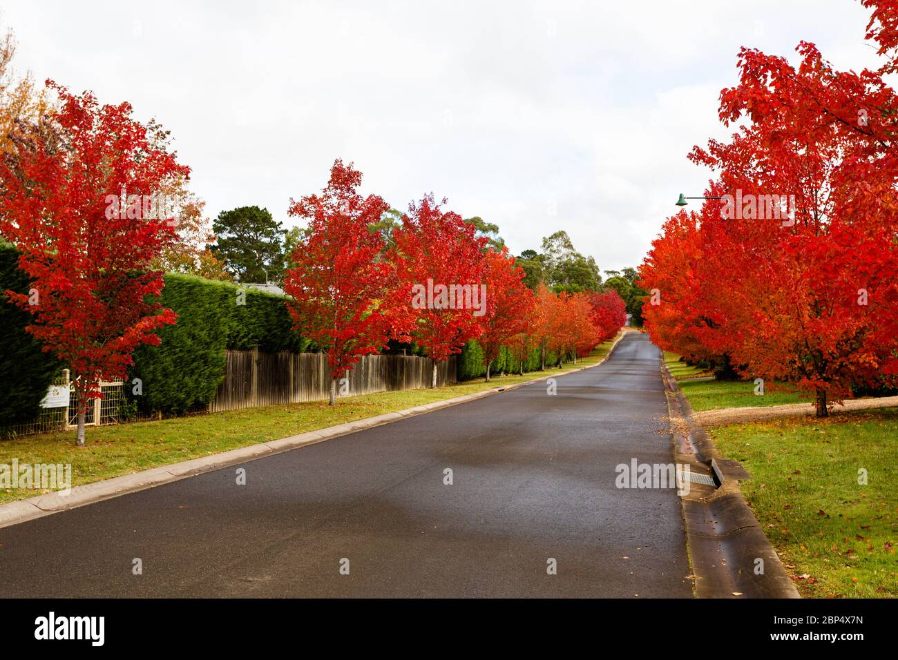 Australian maple leaf hi-res stock photography and images - Alamy