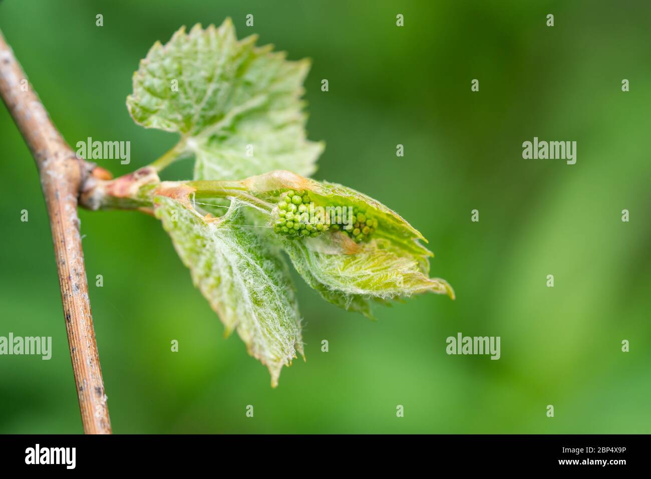Grape Flower Buds in Springtime Stock Photo - Alamy