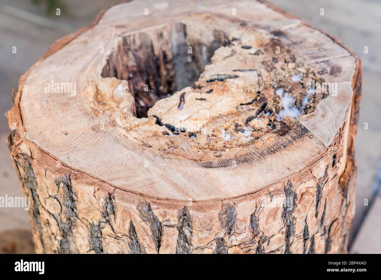 tree stump with hole Stock Photo - Alamy