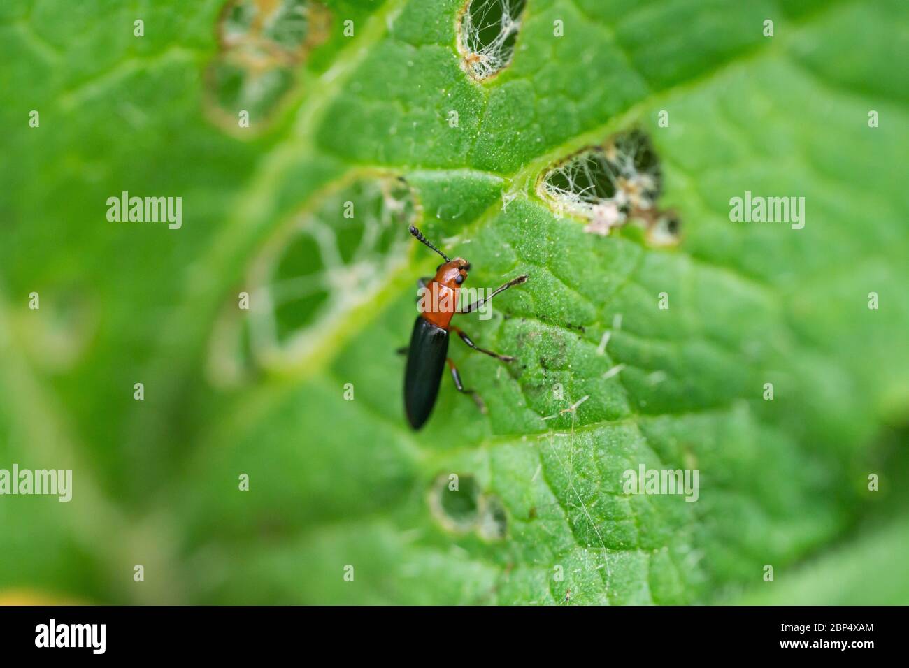 Lizard Beetle High Resolution Stock Photography and Images - Alamy