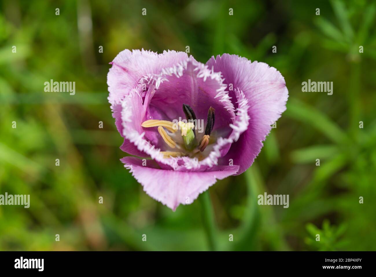 Tulip tulipa fringed beauty hi-res stock photography and images - Alamy
