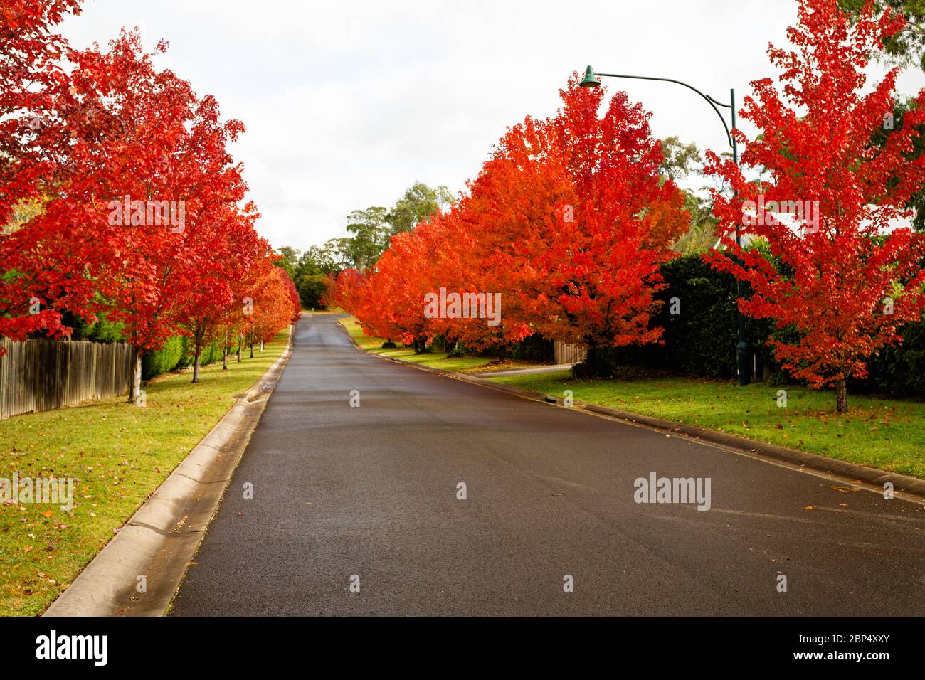 Spectacular water droplets on flowers and leaves Stock Photo - Alamy