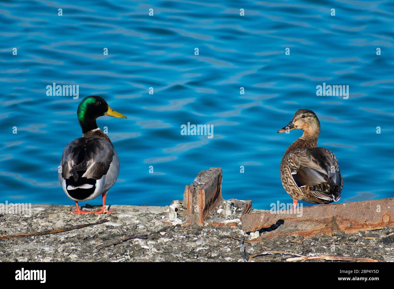 Mallard duck pair looking at each other. Two brightly colored male and ...