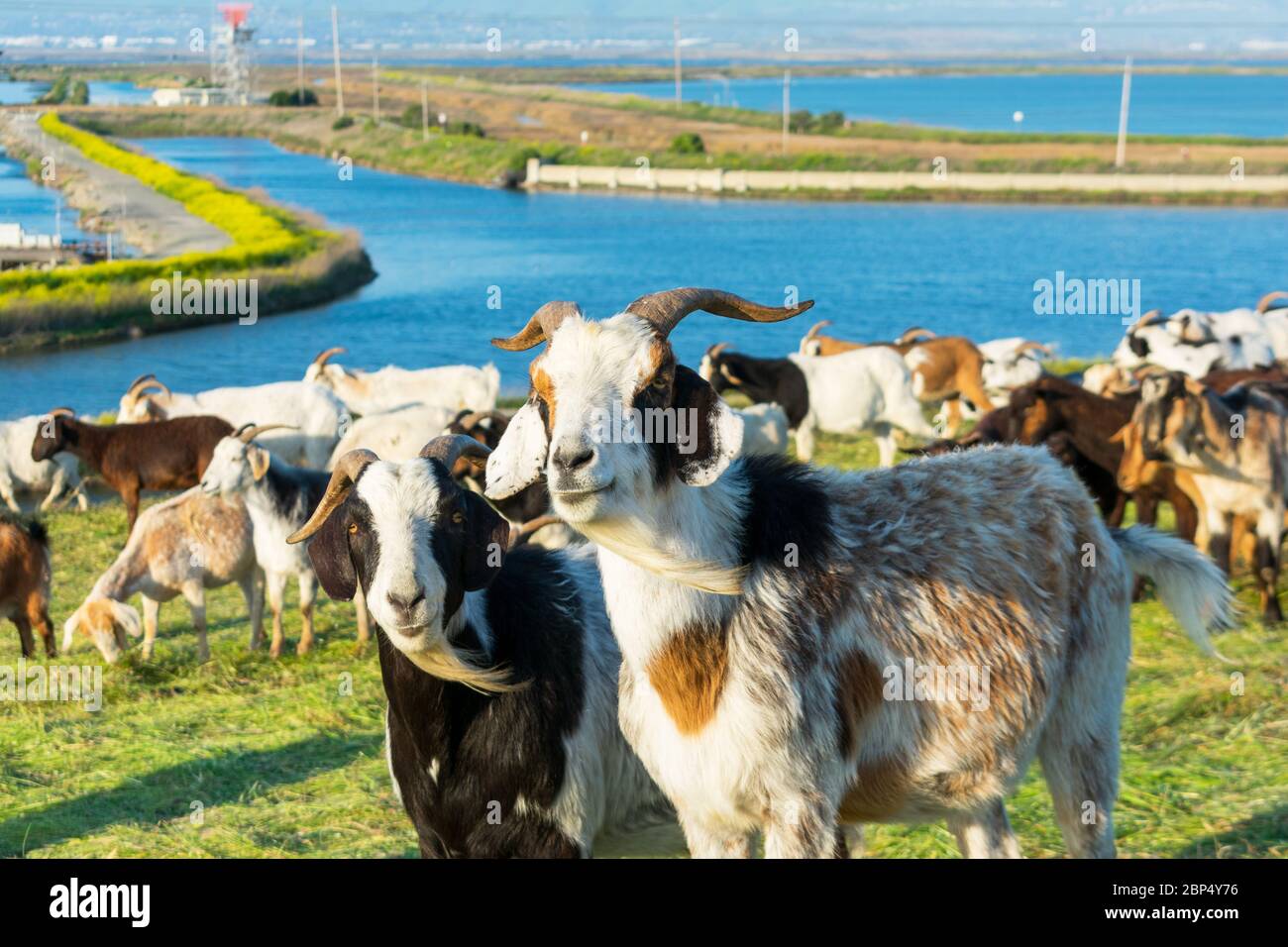 Head portrait of two adult male goats with beard and horns looking at ...