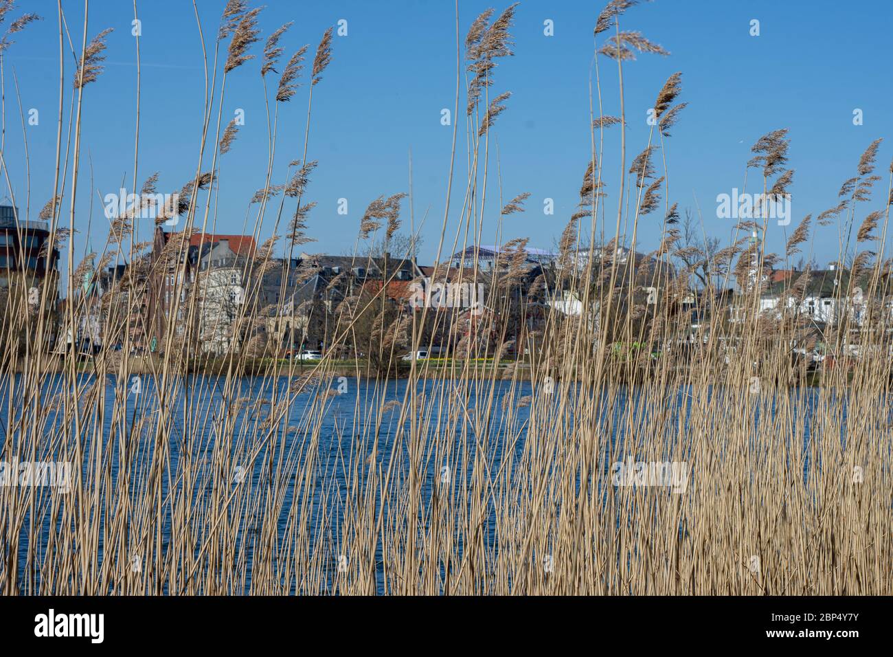 urbanscape through the nature and plants in denmark, copenhague Stock ...