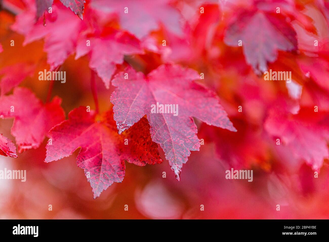 Spectacular water droplets on flowers and leaves Stock Photo - Alamy
