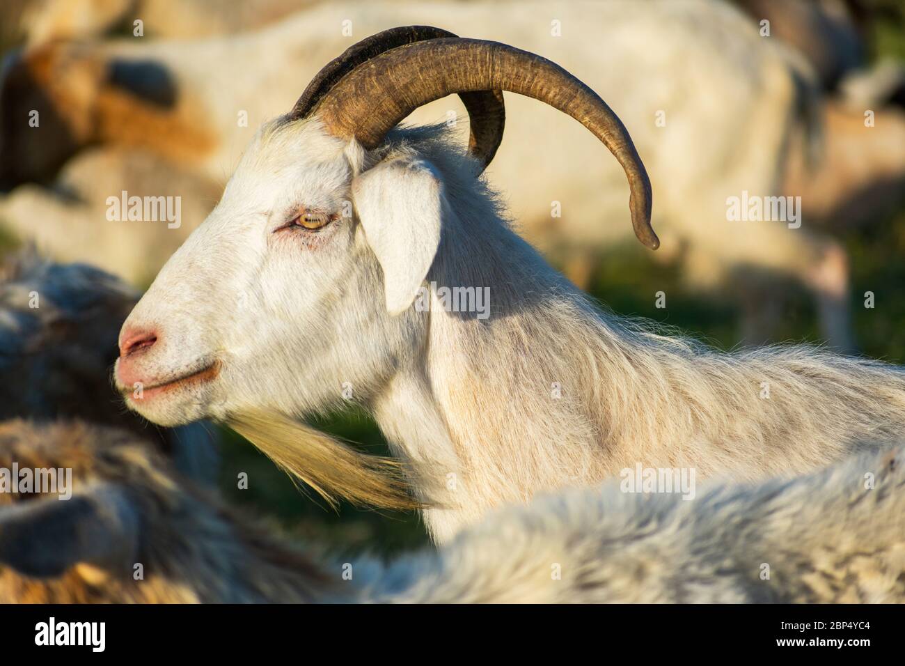 Head portrait of white adult male goat with beard and horns grazing on ...