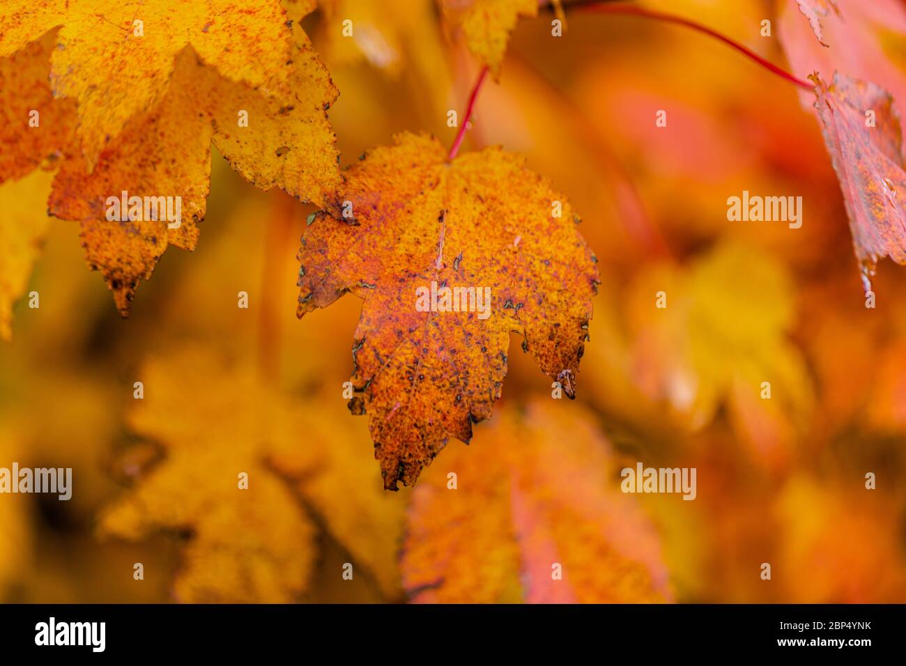 Spectacular water droplets on flowers and leaves Stock Photo - Alamy