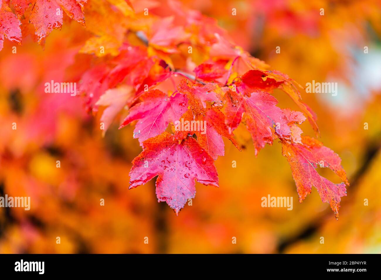 Spectacular water droplets on flowers and leaves Stock Photo - Alamy