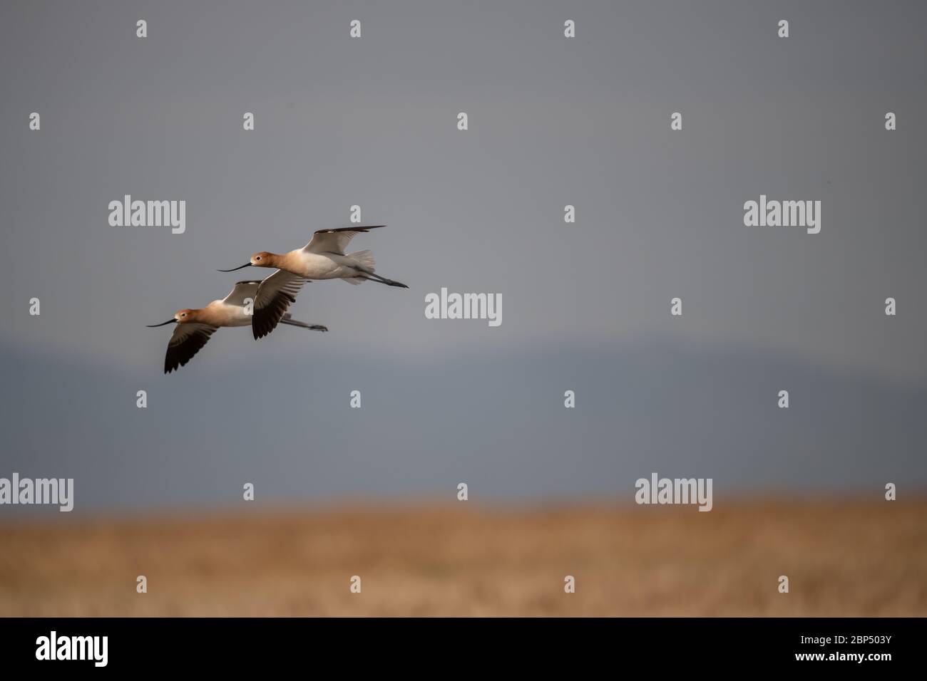 American avocets hi-res stock photography and images - Alamy
