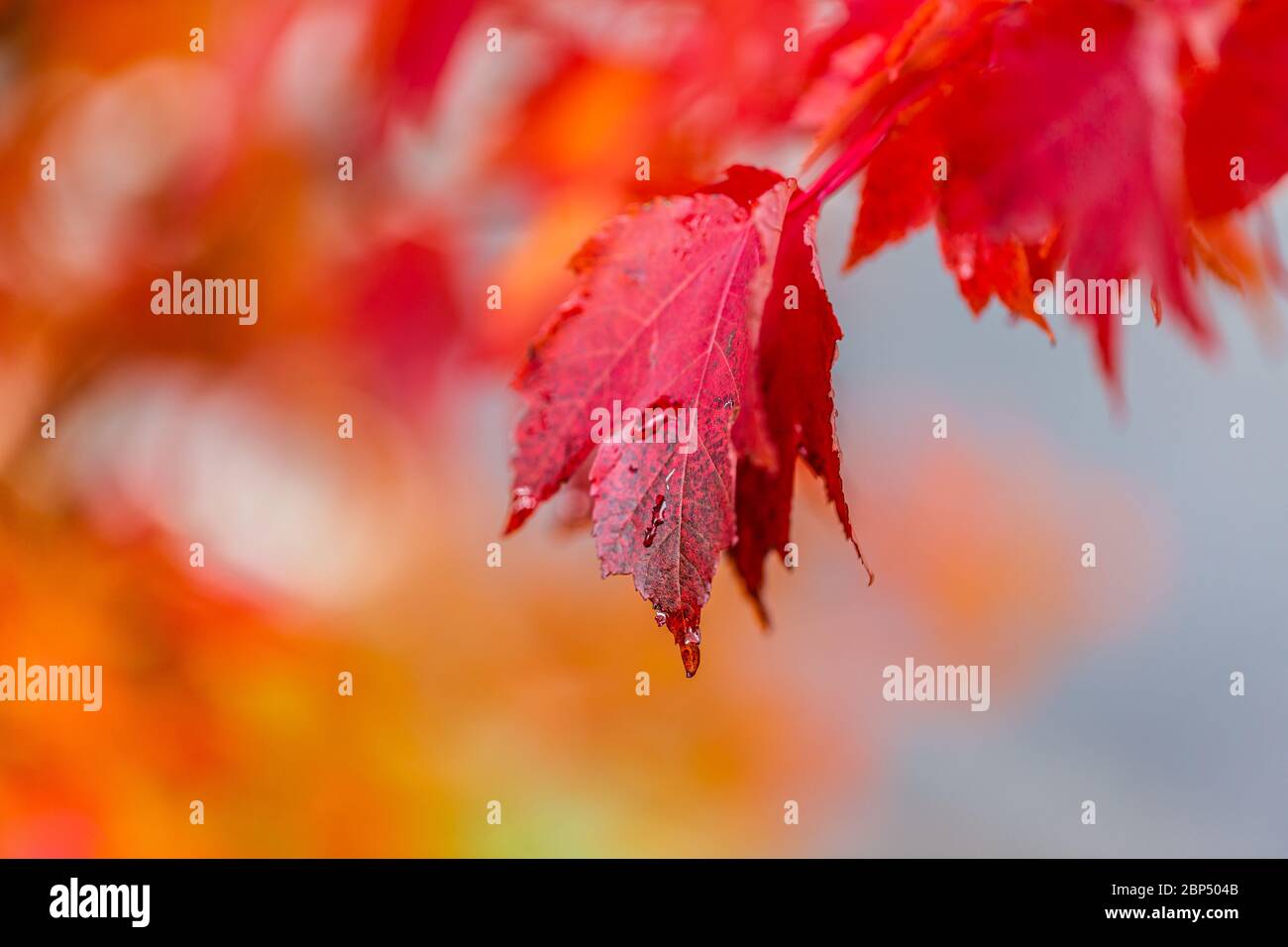 Spectacular water droplets on flowers and leaves Stock Photo - Alamy