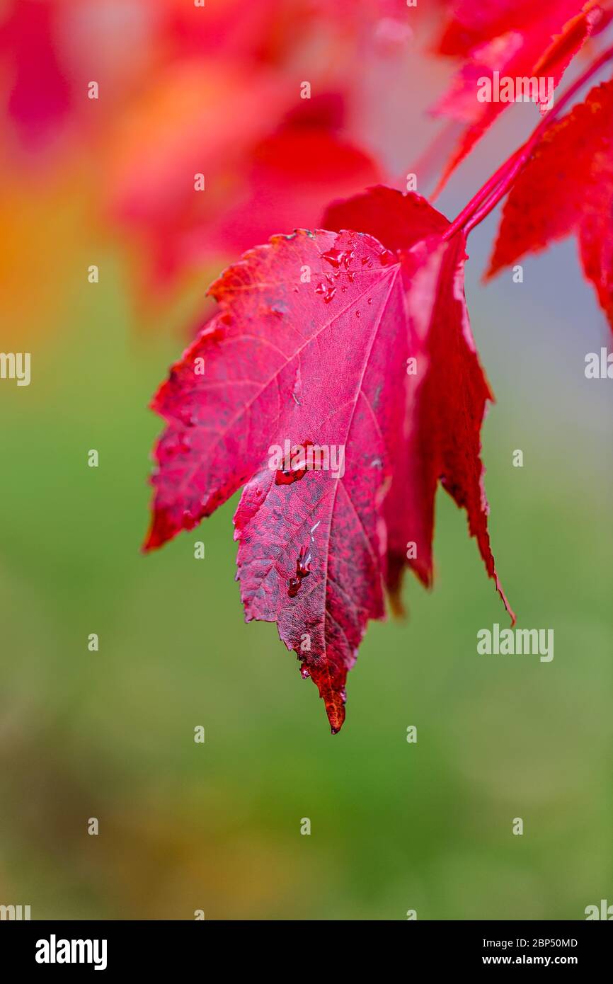 Spectacular water droplets on flowers and leaves Stock Photo - Alamy