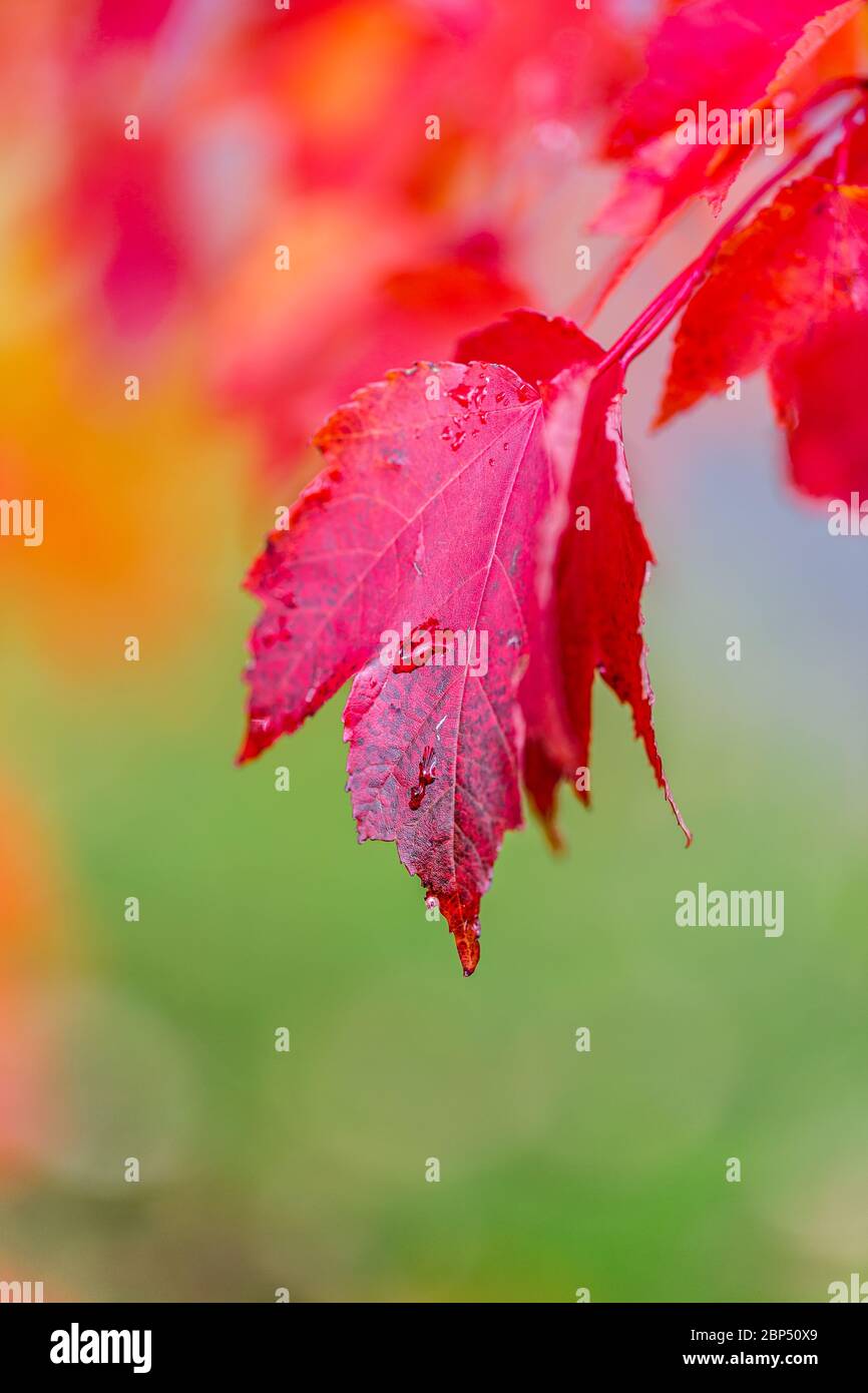 Spectacular water droplets on flowers and leaves Stock Photo - Alamy