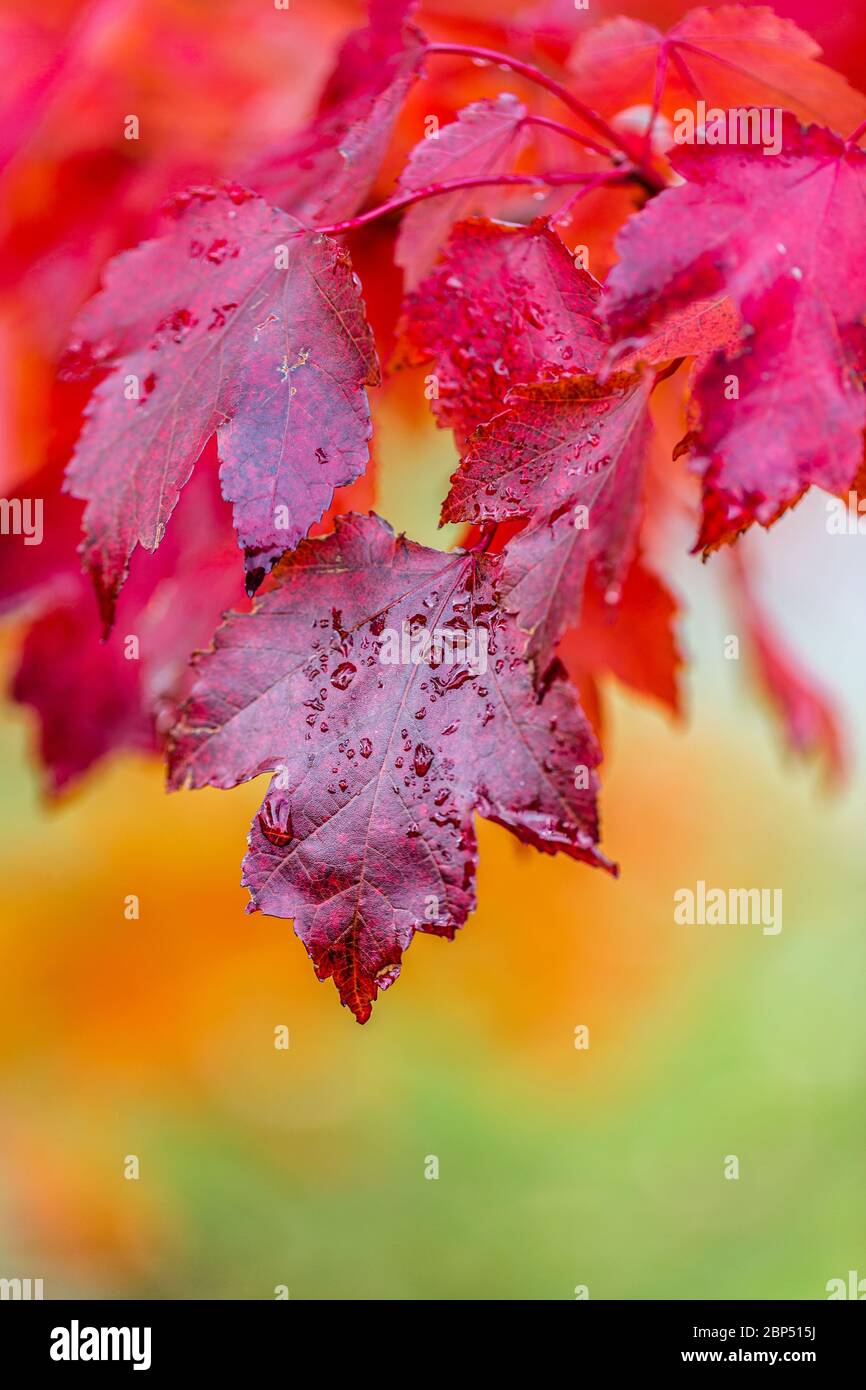 Spectacular water droplets on flowers and leaves Stock Photo - Alamy