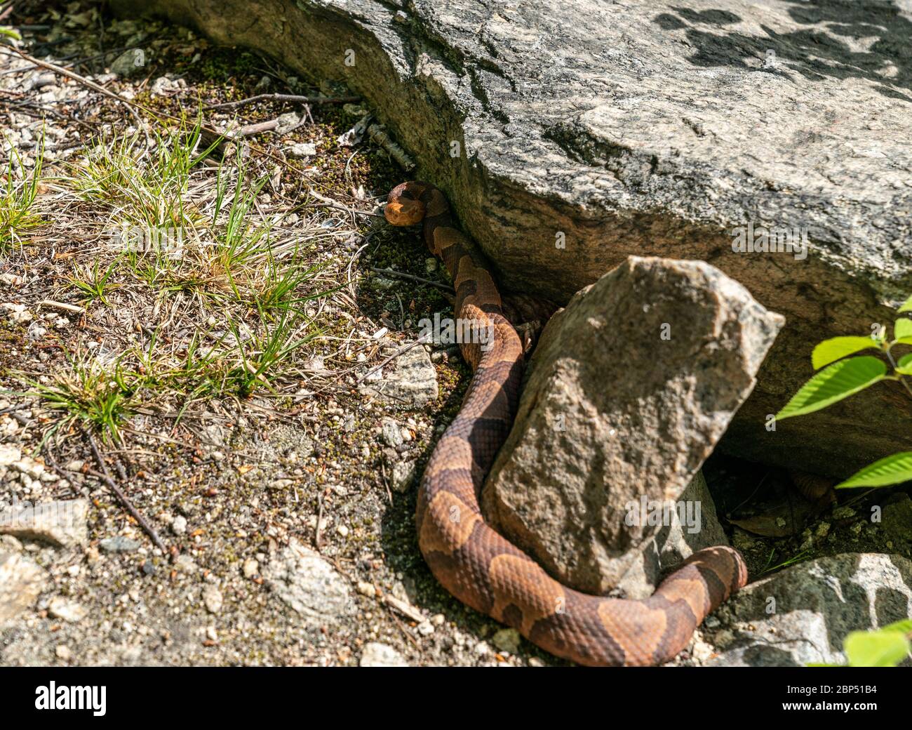Copperhead snake sunbathing next to rocks on sunny spring day Stock ...
