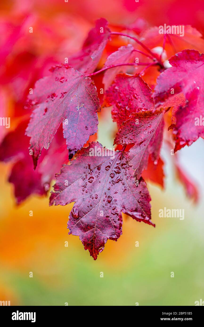 Spectacular water droplets on flowers and leaves Stock Photo - Alamy
