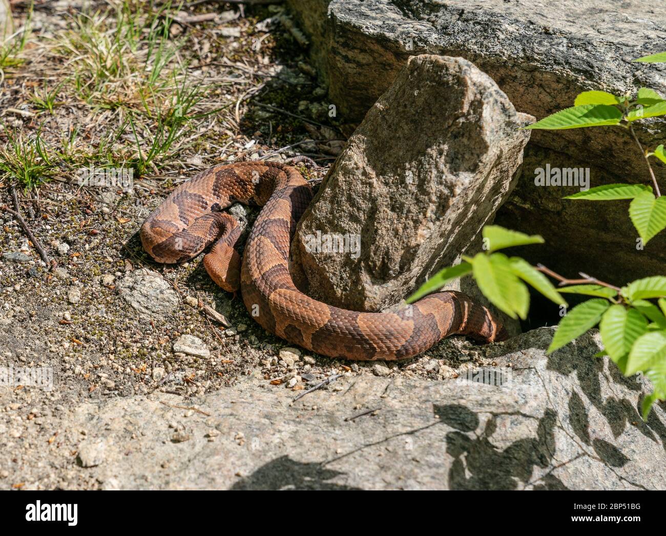 Snake sunbathing hi-res stock photography and images - Alamy