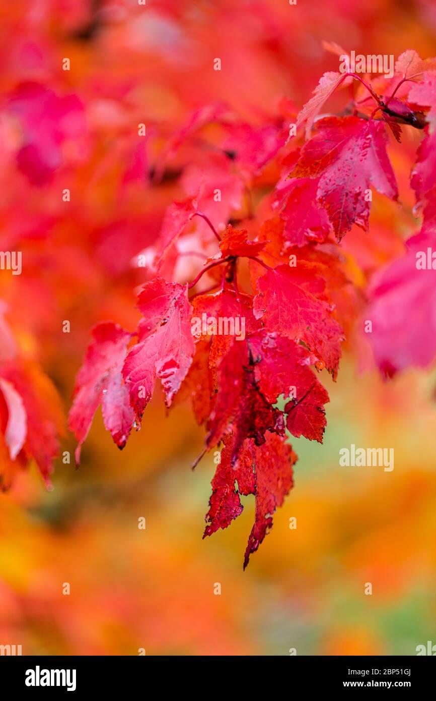 Spectacular water droplets on flowers and leaves Stock Photo - Alamy