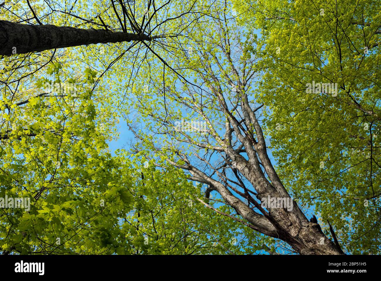 Mature maple trees form a green canopy reaching towards the clear blue ...