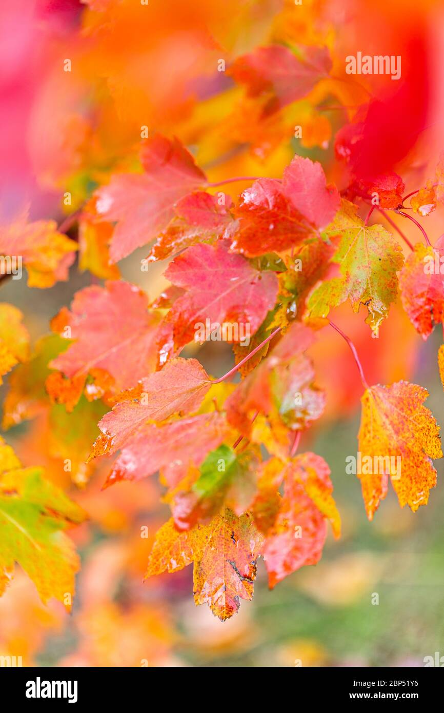Spectacular water droplets on flowers and leaves Stock Photo - Alamy