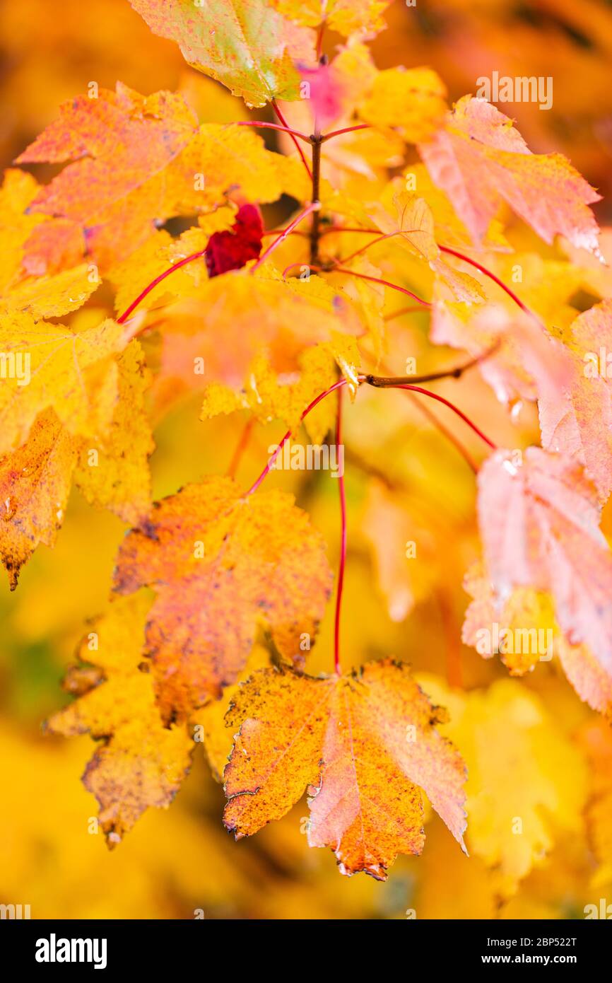 Spectacular water droplets on flowers and leaves Stock Photo - Alamy