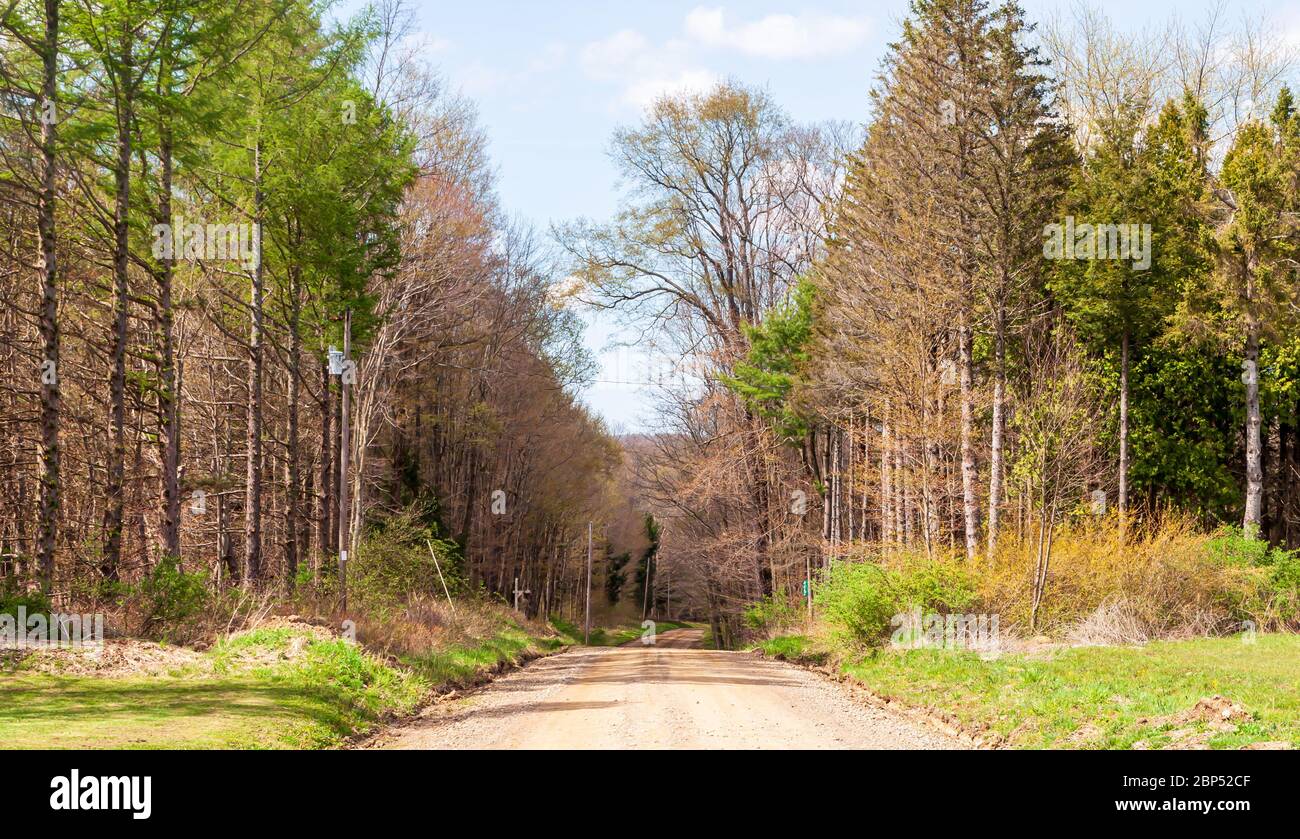 A dirt road through the woods on a sunny spring day in Tidioute ...