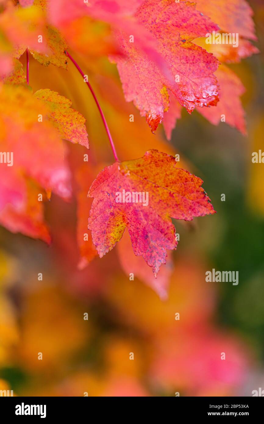 Spectacular water droplets on flowers and leaves Stock Photo - Alamy