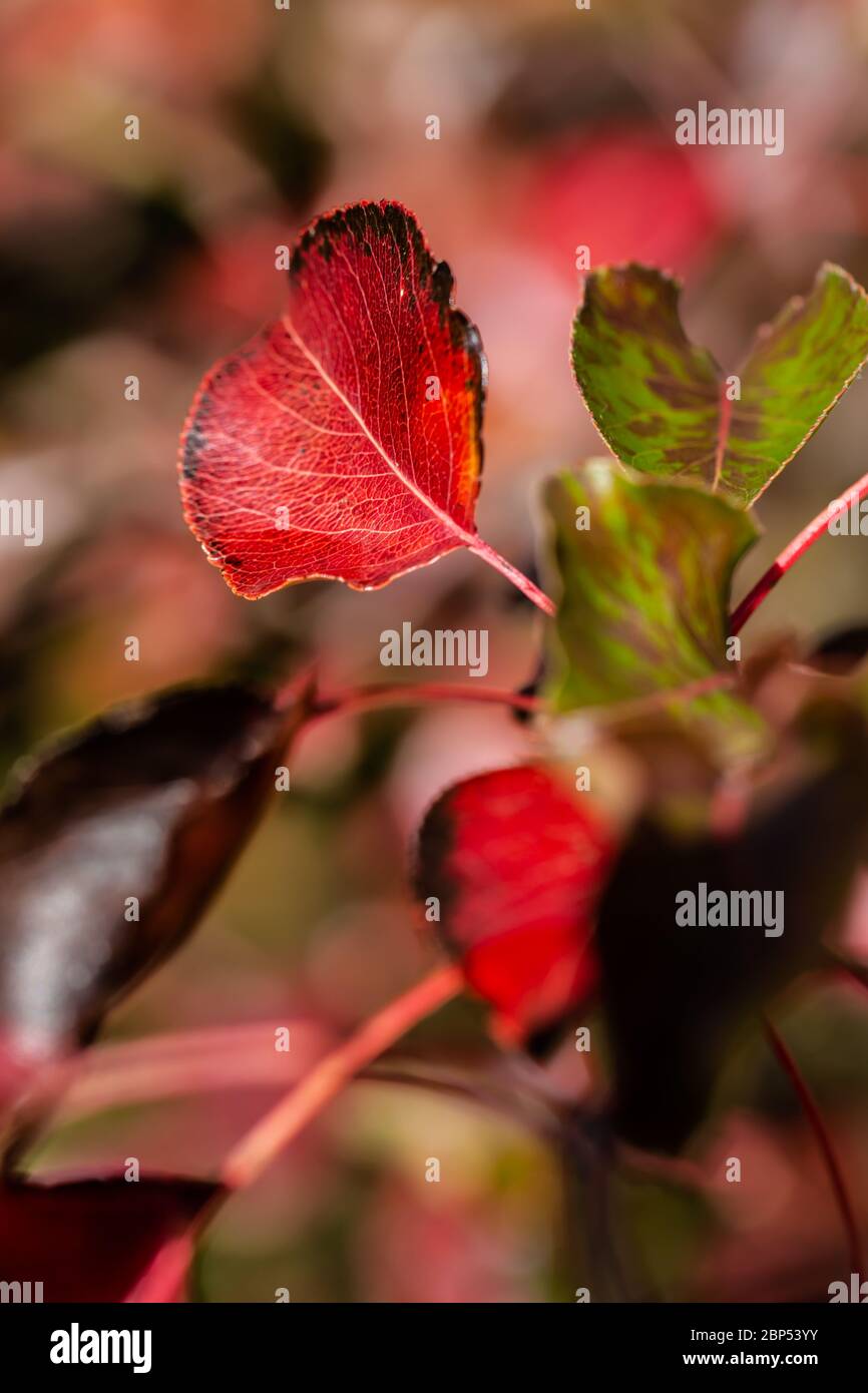 Spectacular water droplets on flowers and leaves Stock Photo - Alamy