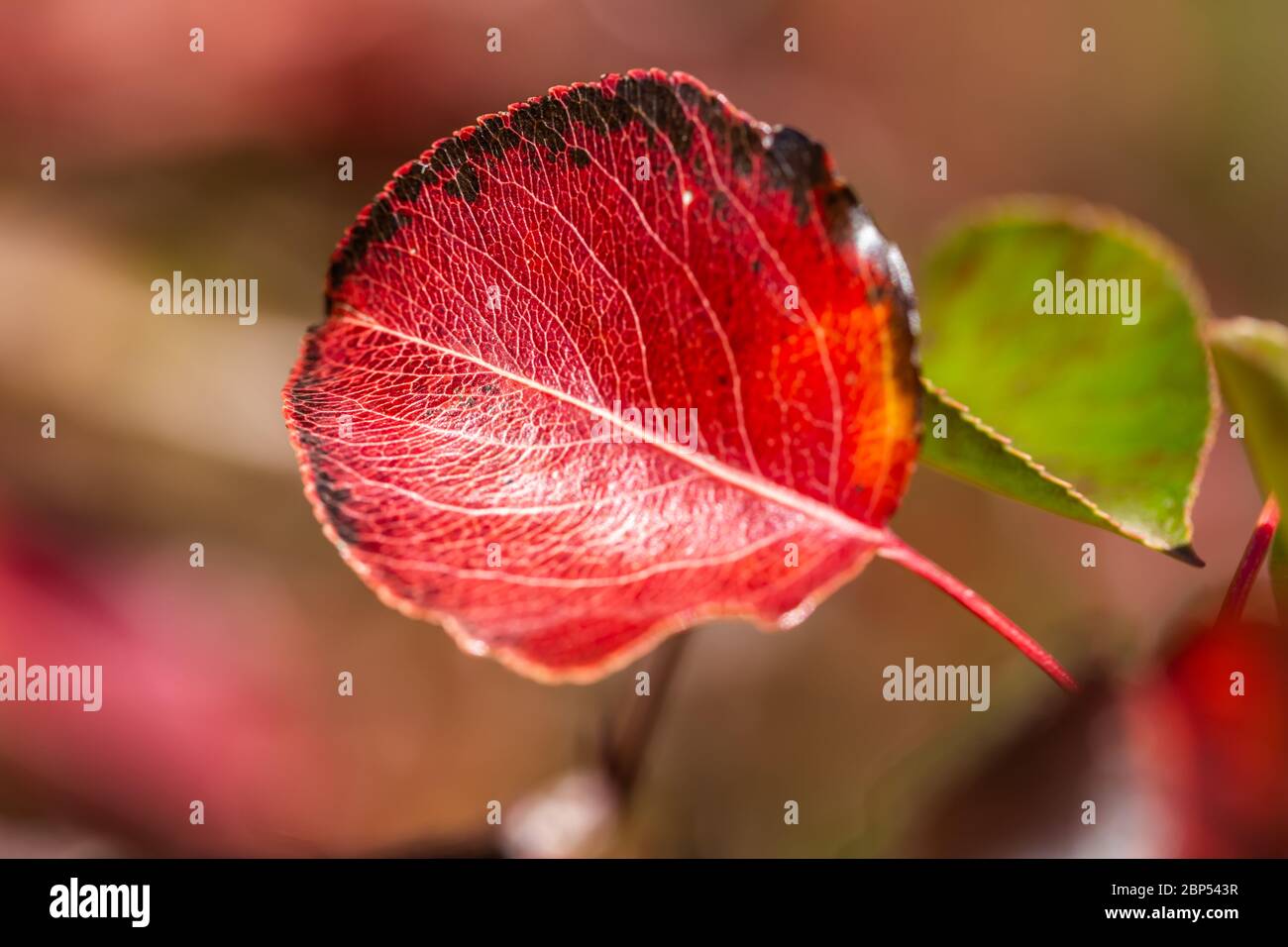 Spectacular water droplets on flowers and leaves Stock Photo - Alamy
