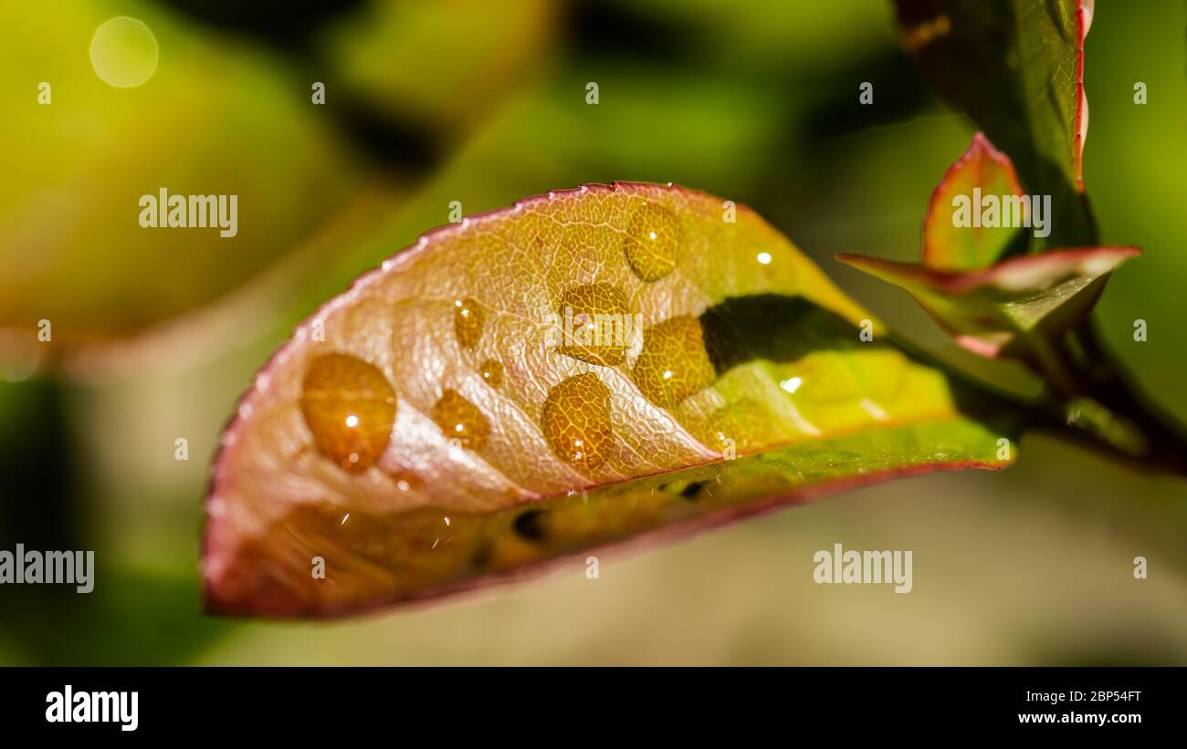 Spectacular water droplets on flowers and leaves Stock Photo - Alamy