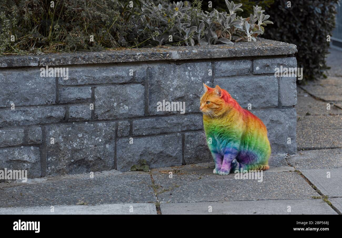 Odd Future Rainbow Cat
