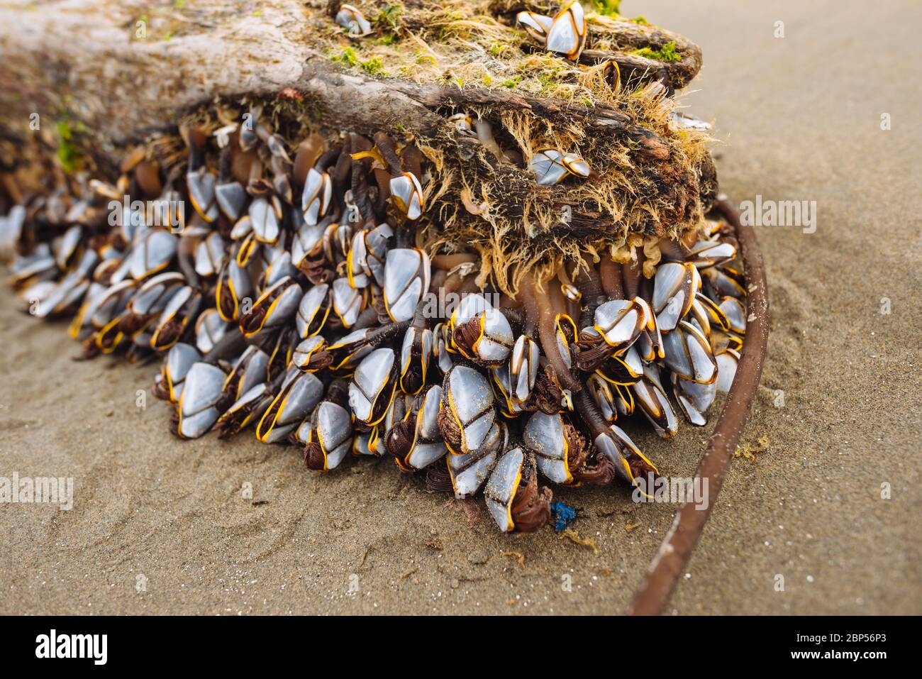 Lepas anatifera (pelagic goose barnacles) on a piece of driftwood in ...