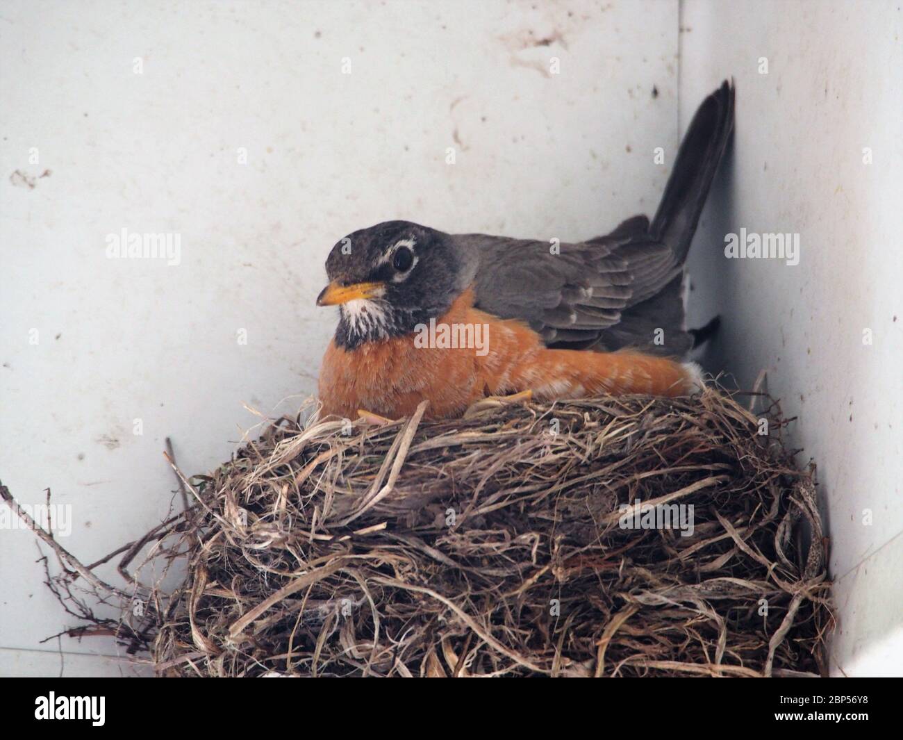 Mother robin hi-res stock photography and images - Alamy