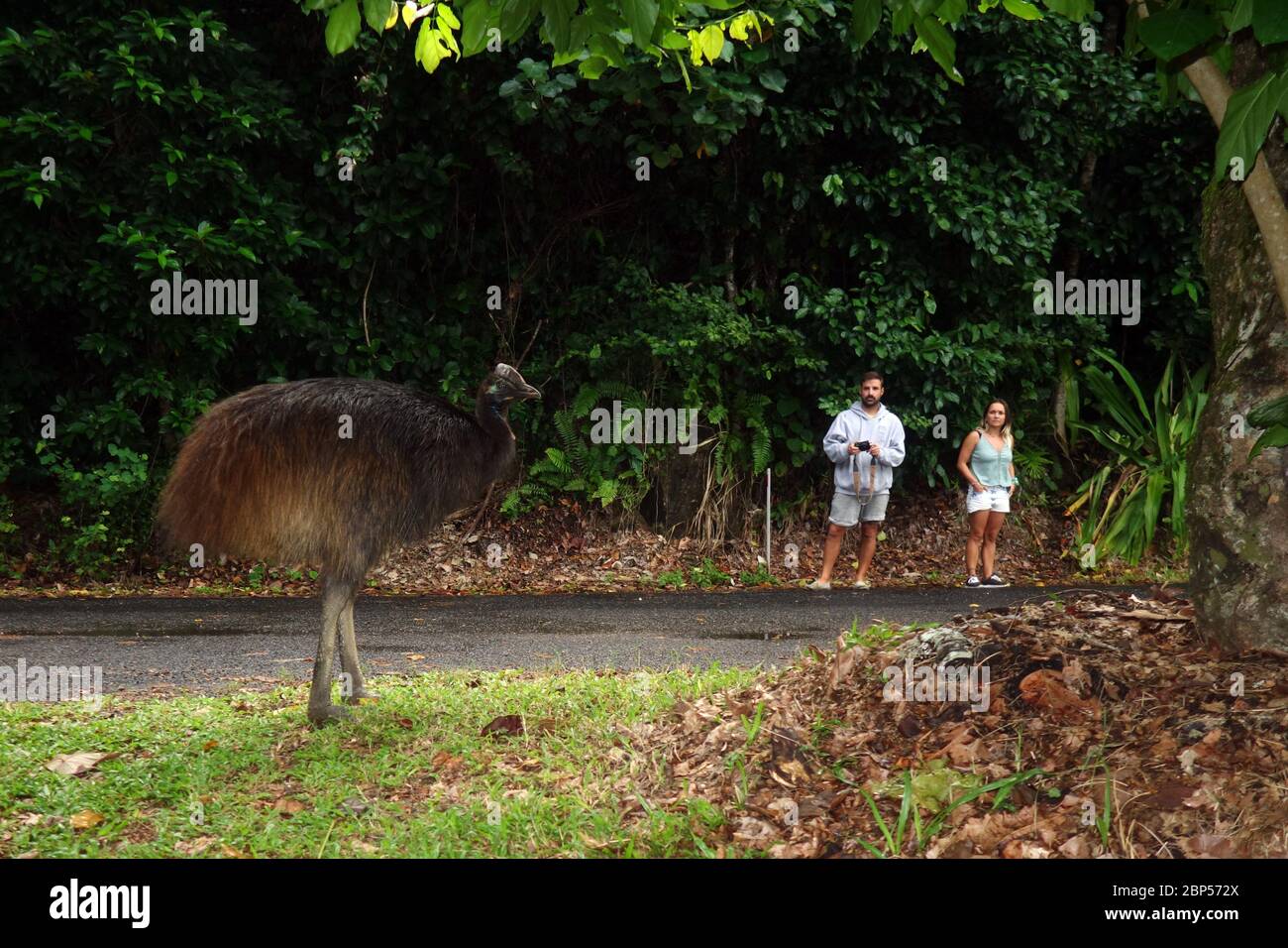 Young baby cassowaries hi-res stock photography and images - Alamy