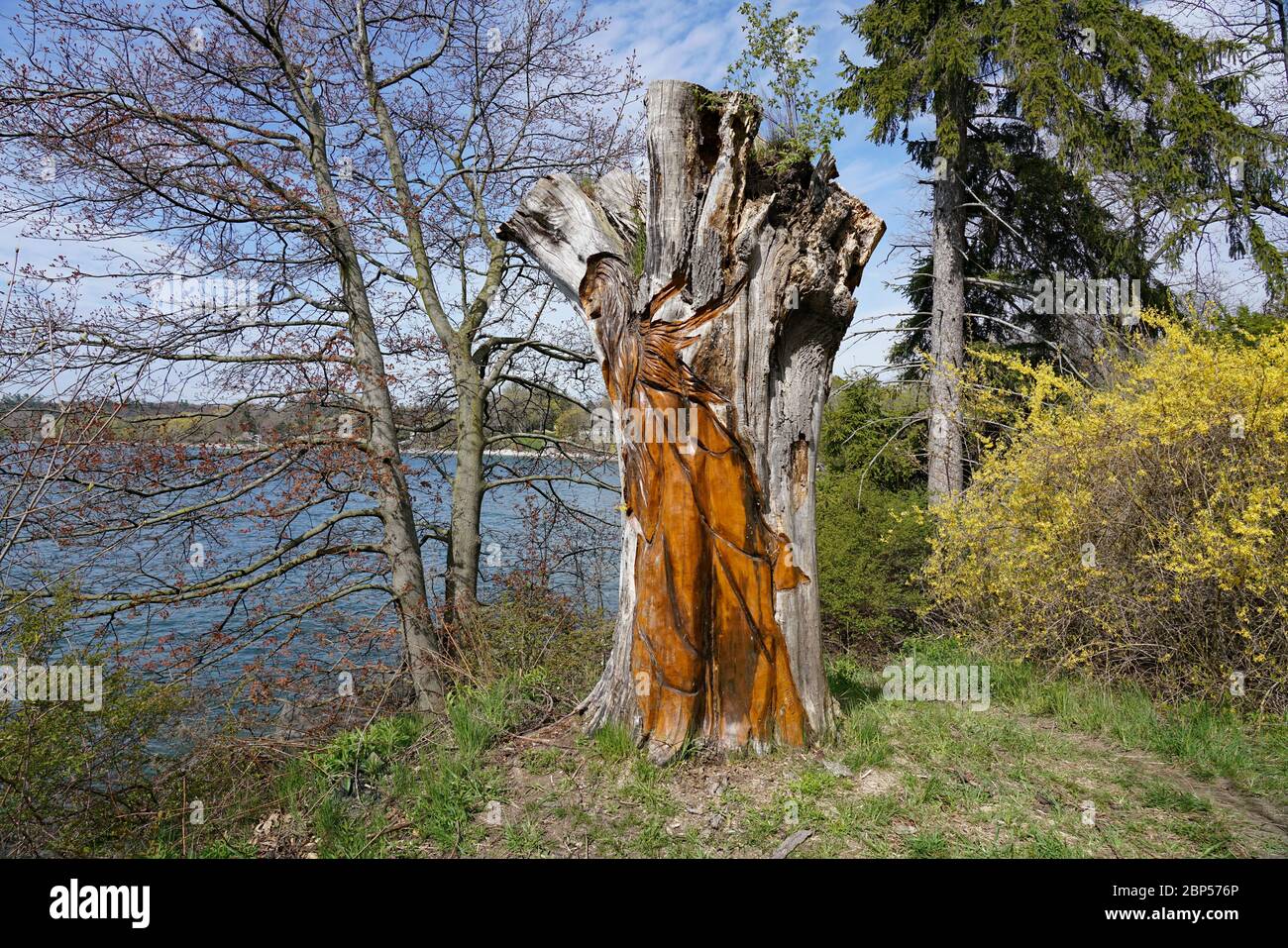 TORONTO - MAY 2020: An old tree trunk has been artistically carved with ...