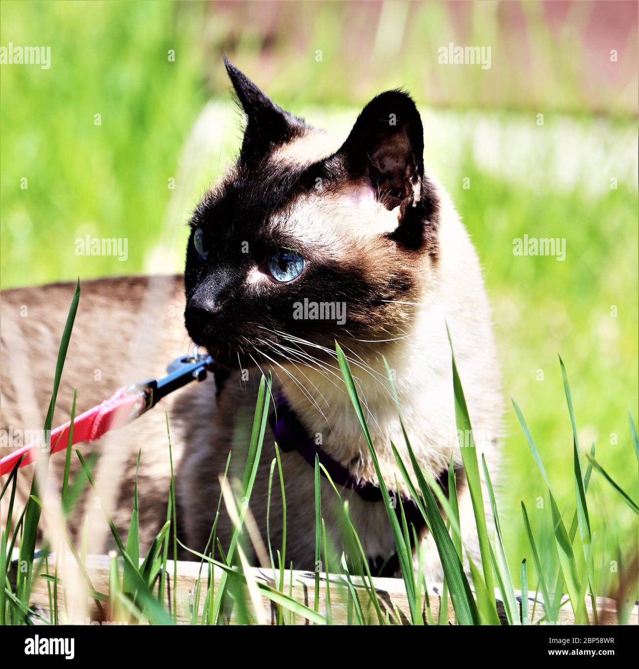 Ill feline hi-res stock photography and images - Alamy