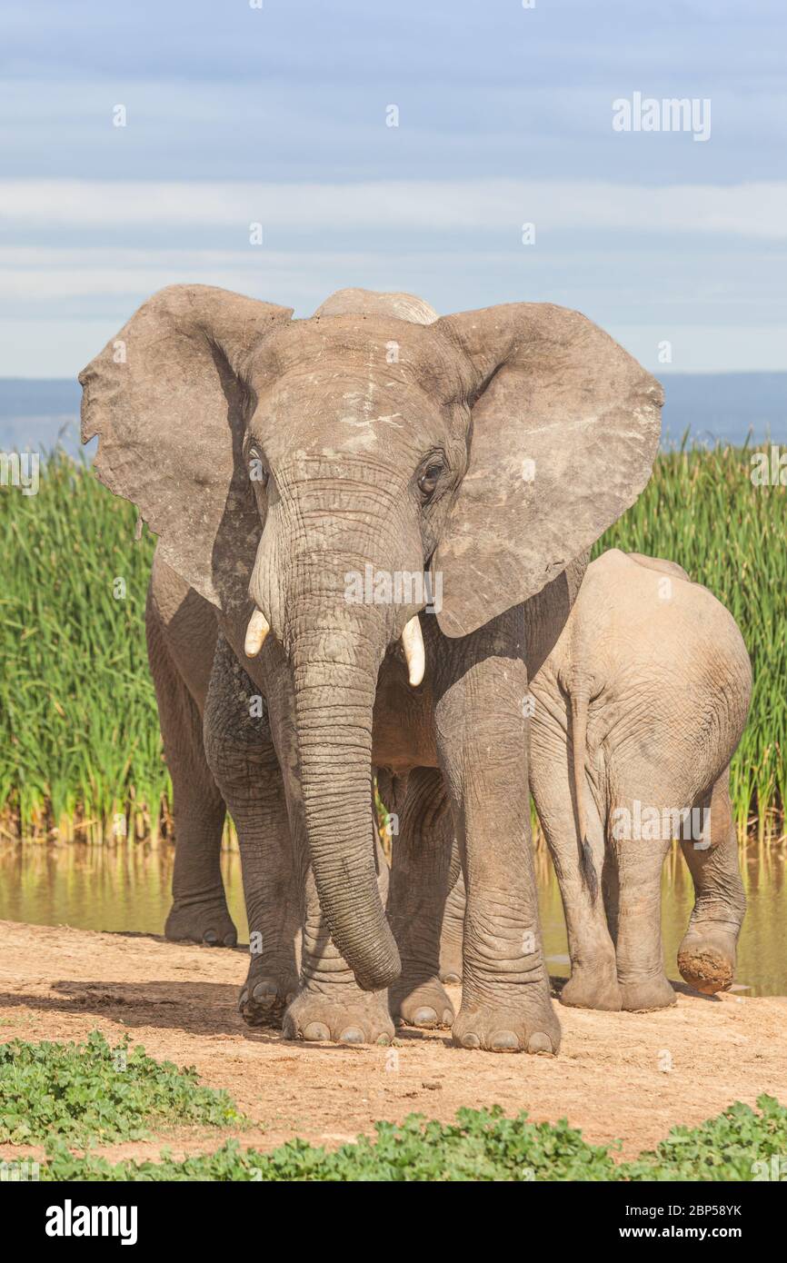 Close encounter with an elephant bull at Hapoor Dam in Addo Elephant ...