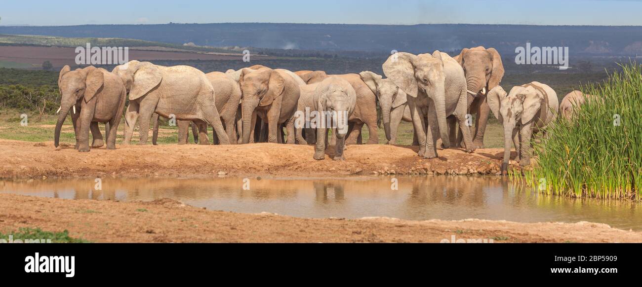 An elephant herd approaching Hapoor Dam in Addo Elephant National Park ...