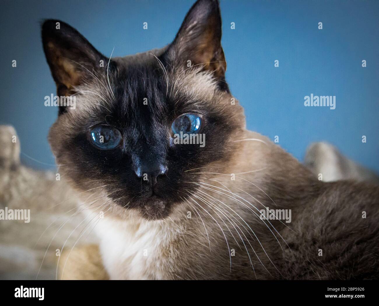 Old cat purring hi-res stock photography and images - Alamy