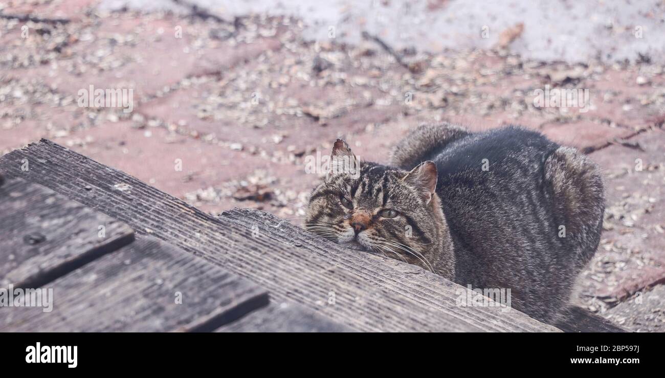 Furry feral cat hi-res stock photography and images - Alamy