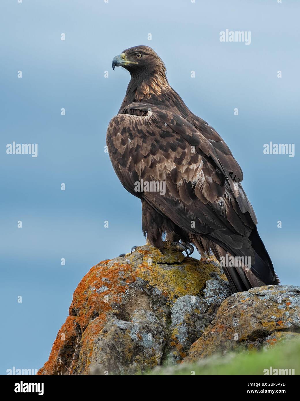 Eagle feet hi-res stock photography and images - Alamy