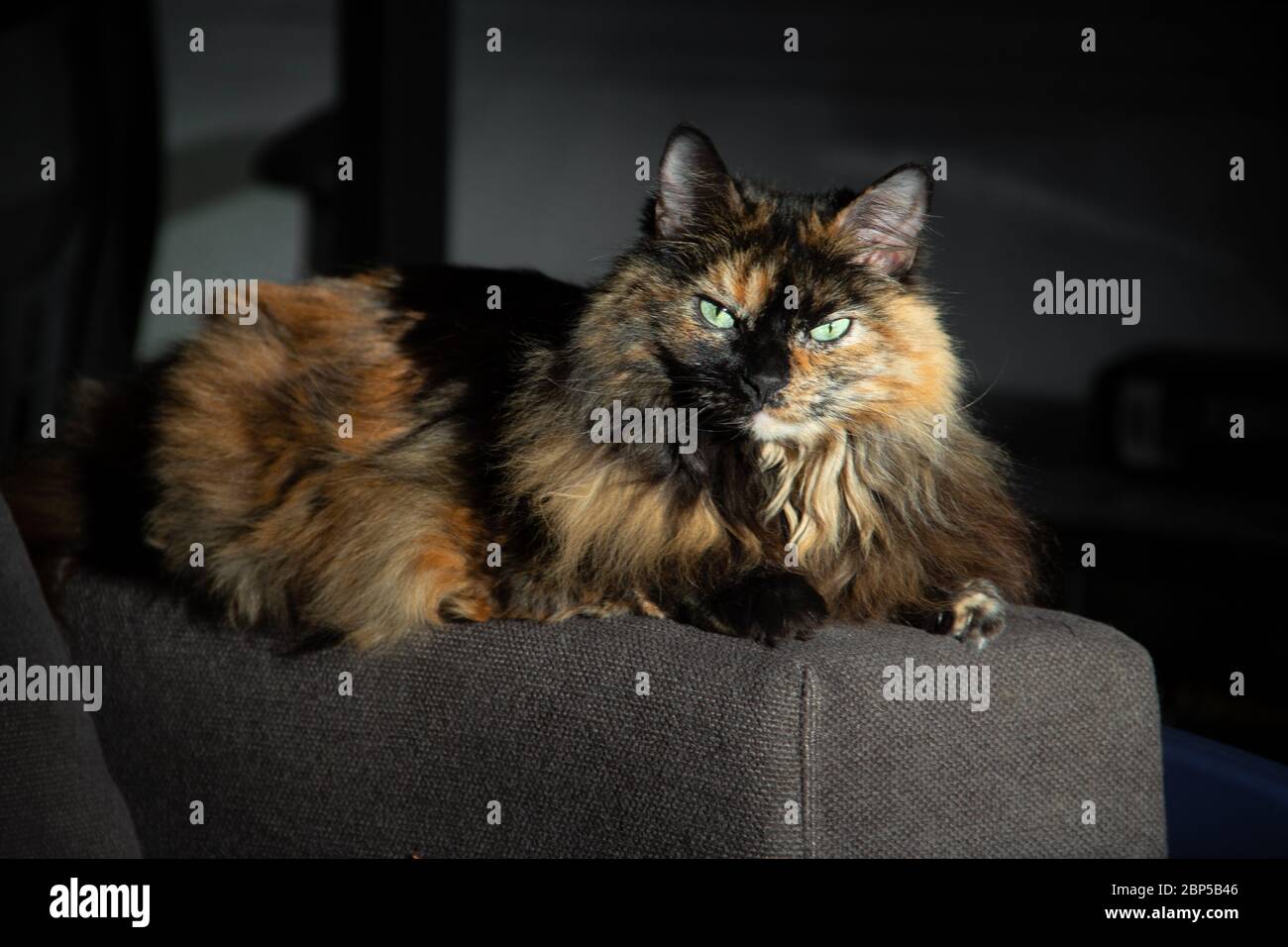 Green eyes tortoiseshell hi-res stock photography and images - Alamy