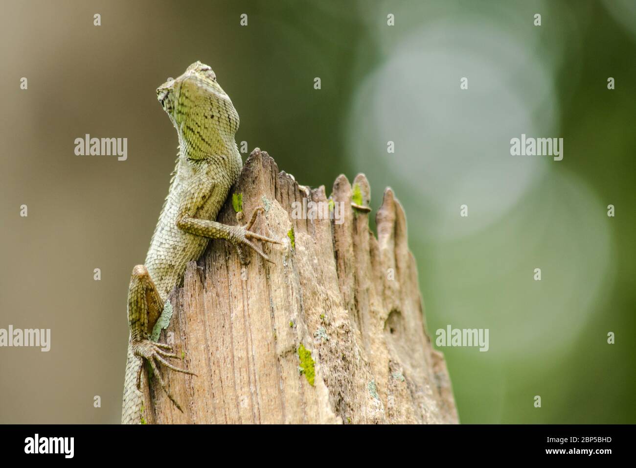 emma gray's forest lizard also know as the forest crested lizard, is an ...
