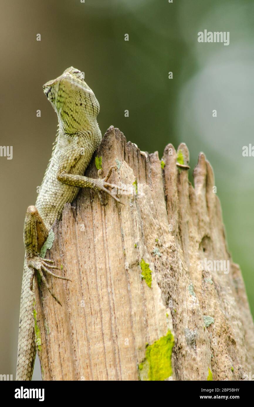 emma gray's forest lizard also know as the forest crested lizard, is an ...